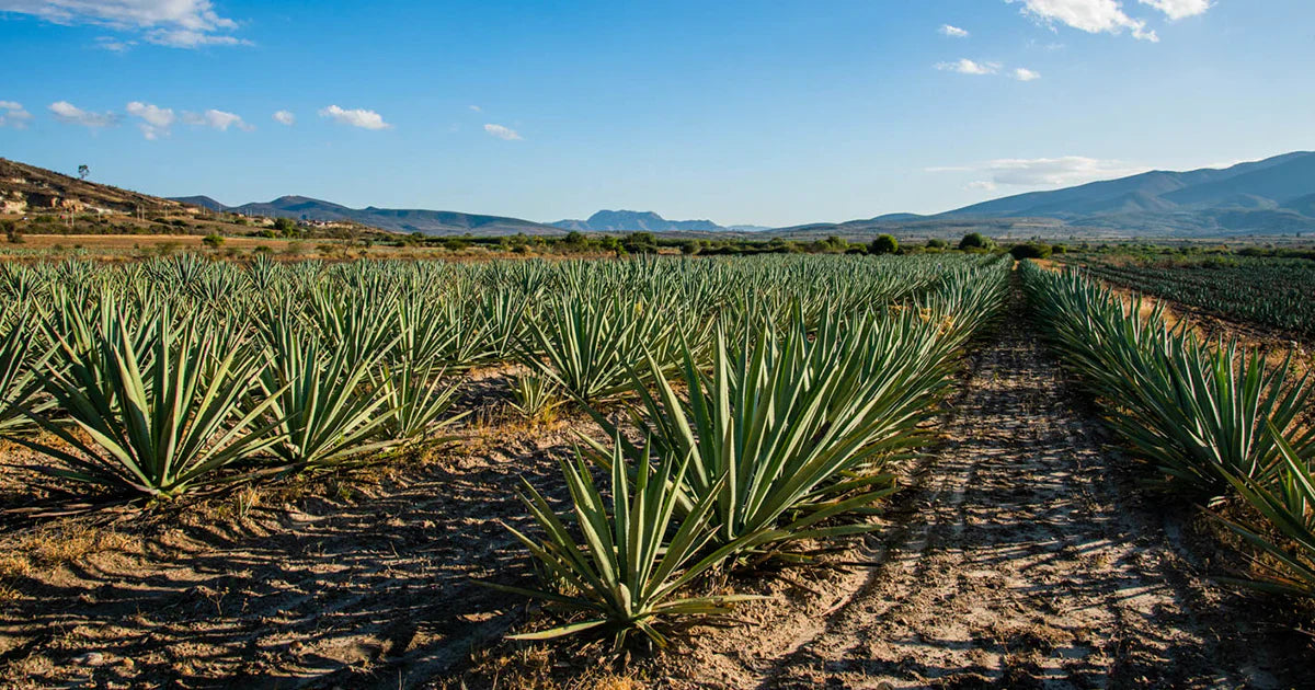 Agave vs Maguey: What's the Difference? – TIENDA MITRE US