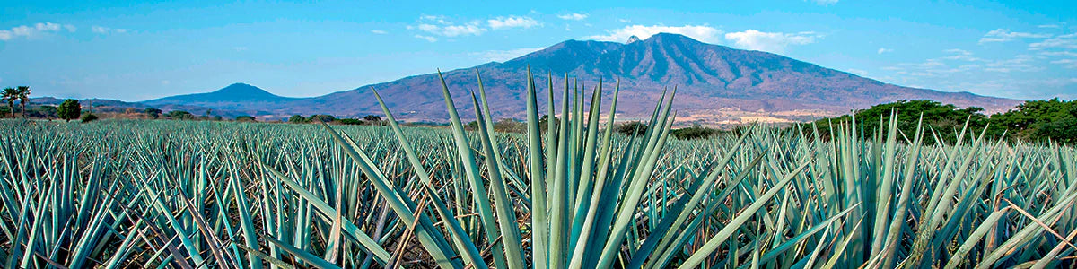 More Than 30 Types of Agave: What Makes Mezcal So Unique? – TIENDA MITRE US
