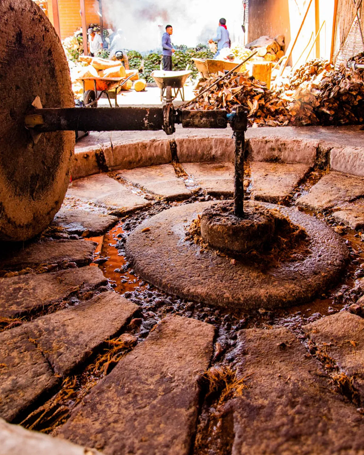 How Agave Sugars Are Extracted in Mezcal Production – US MEZCAL MITRE