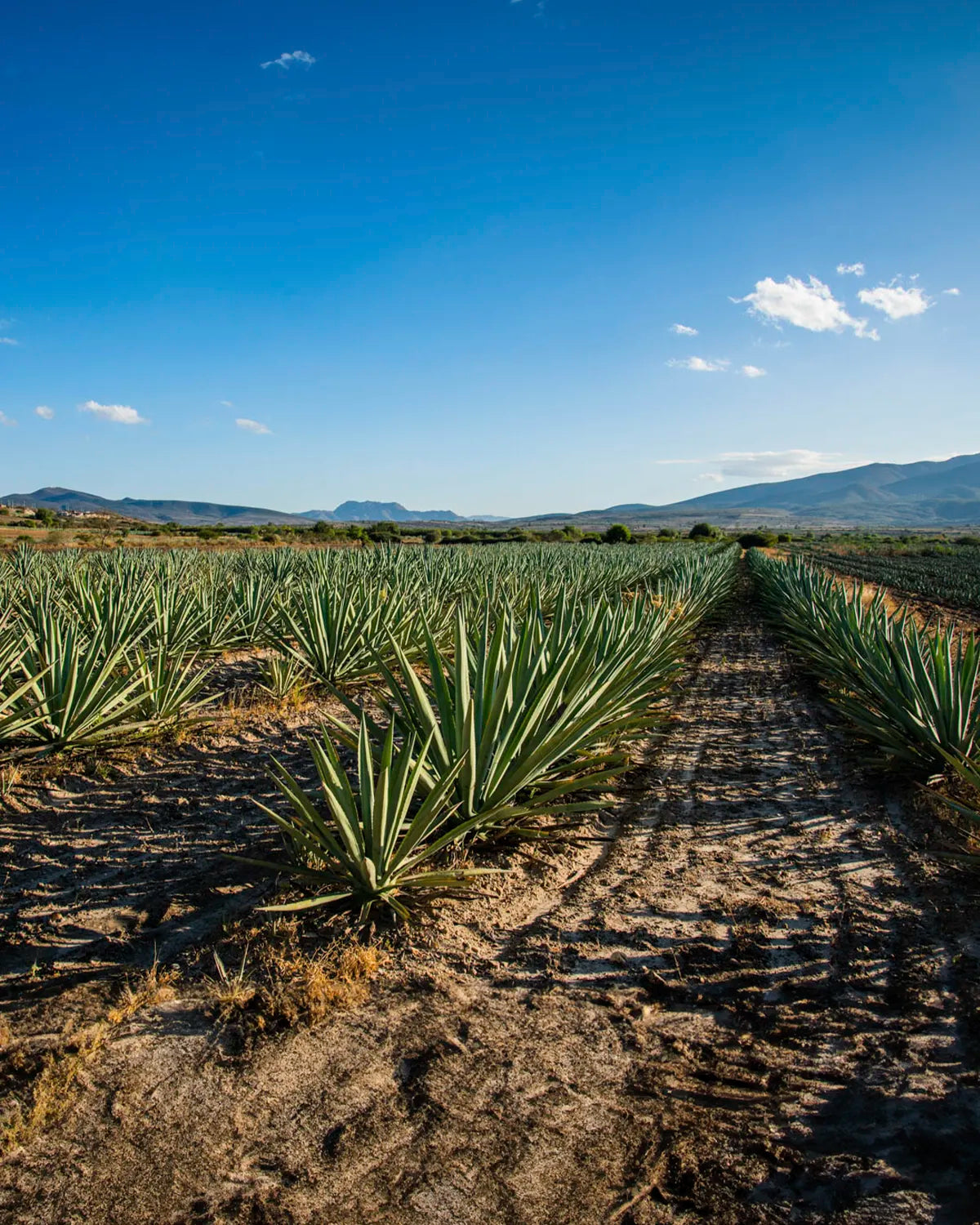 Agave vs Maguey Differences Explained – US MEZCAL MITRE