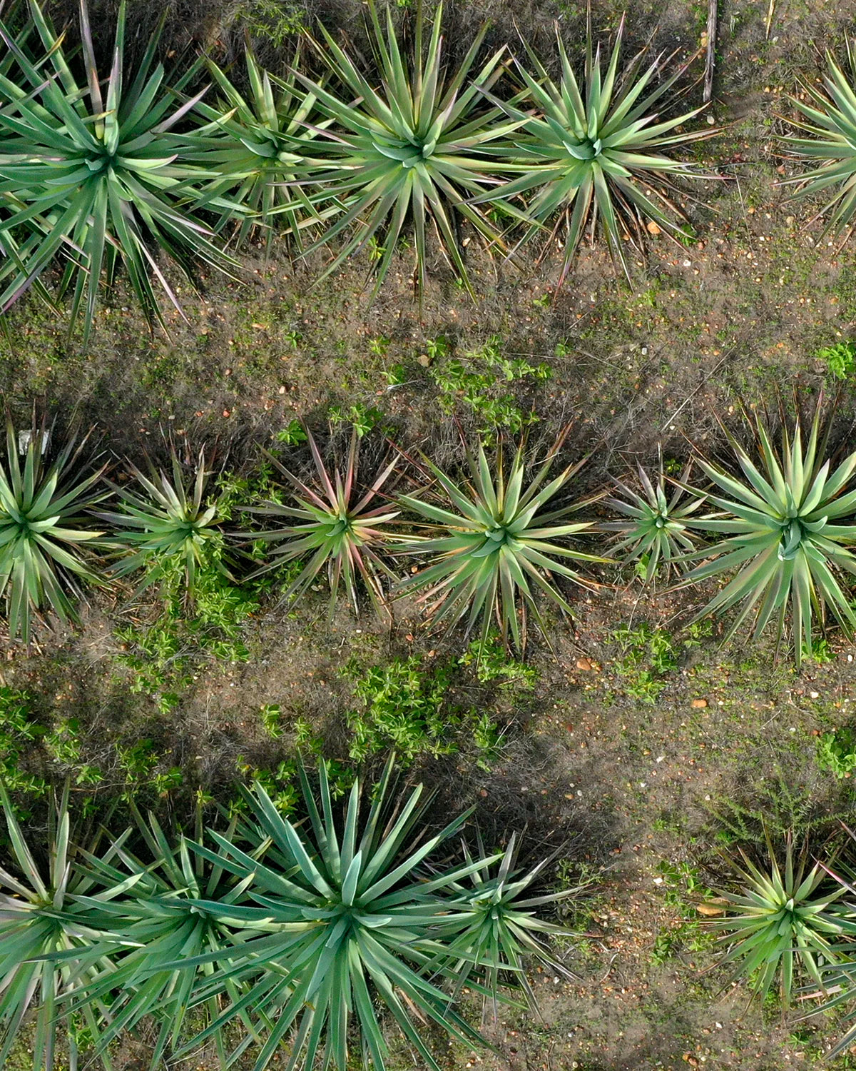 Types of Mezcal Explained – US MEZCAL MITRE